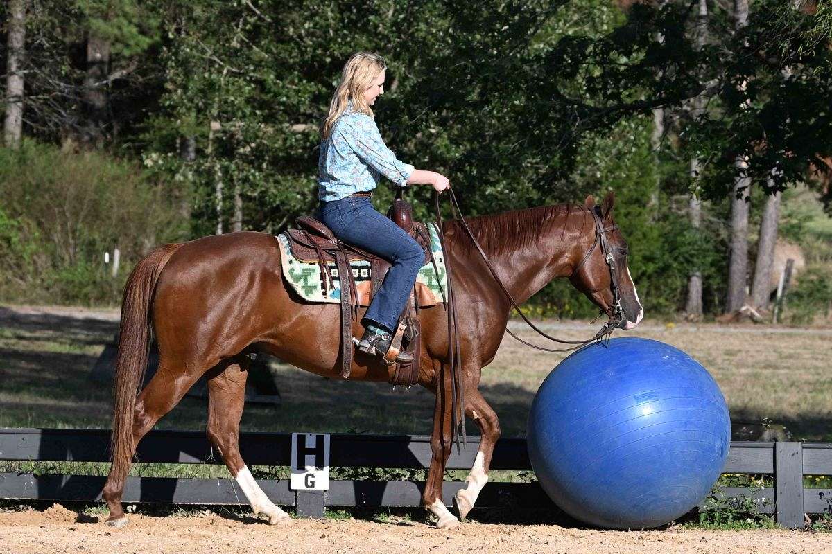 Edward - Gorgeous AQHA Gelding That Rides English and Western!
