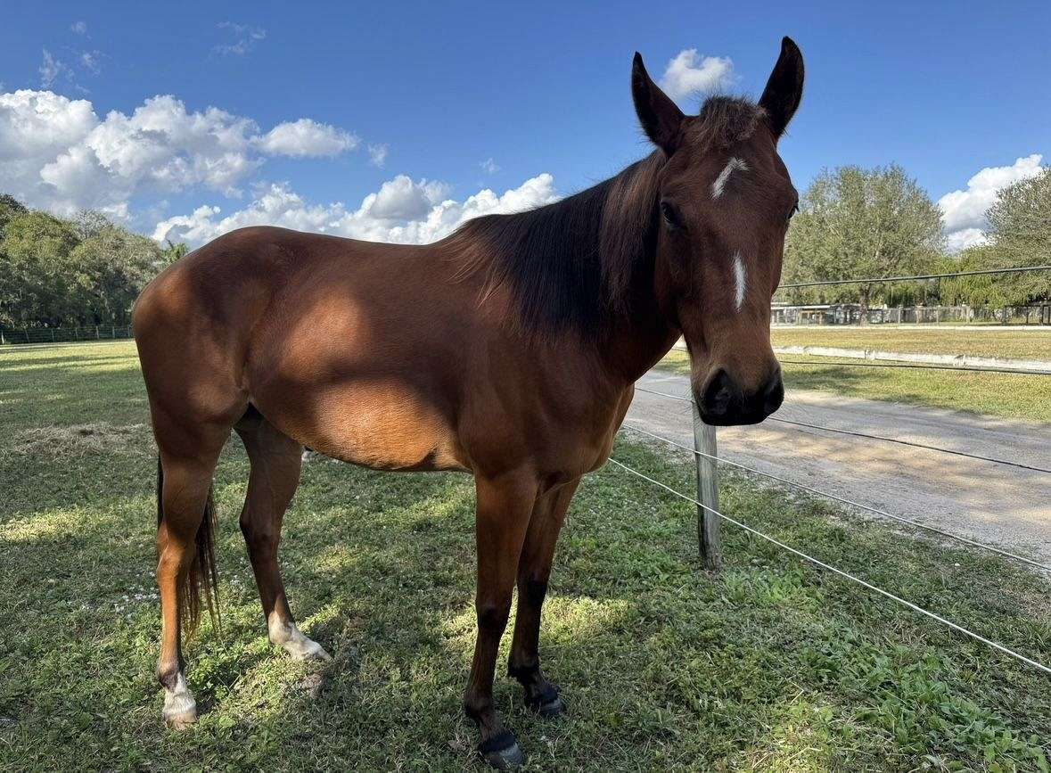 6 Year Old Mare- Granddaughter of Sunfrost!