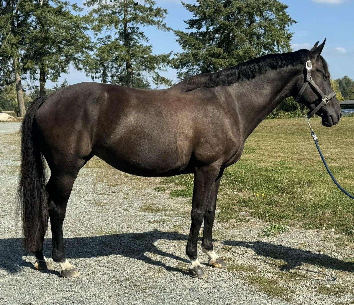 Owner is Motivated - Great Mare Just Needs the Right Fit