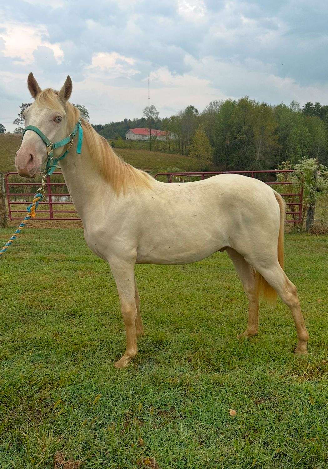 2024 Registered TWHBEA Perlino Stud Colt