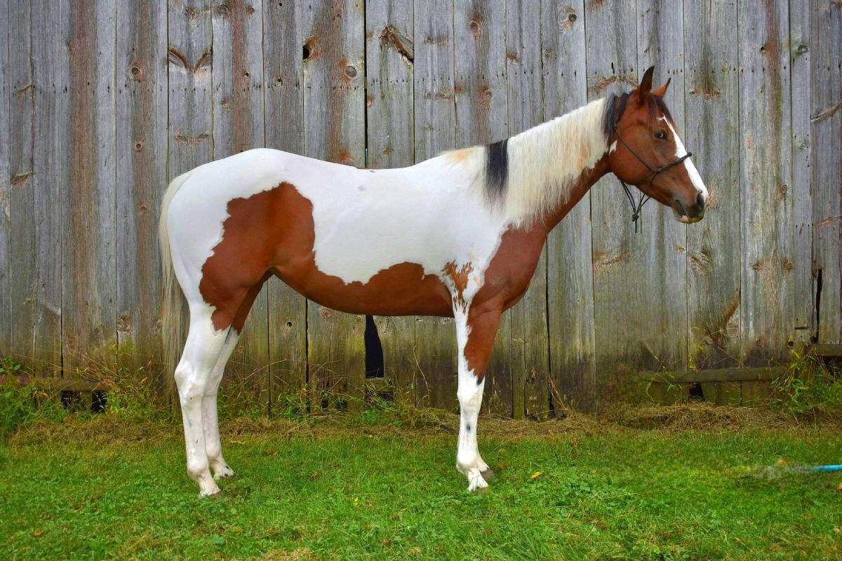 Fancy Talented Young Mare