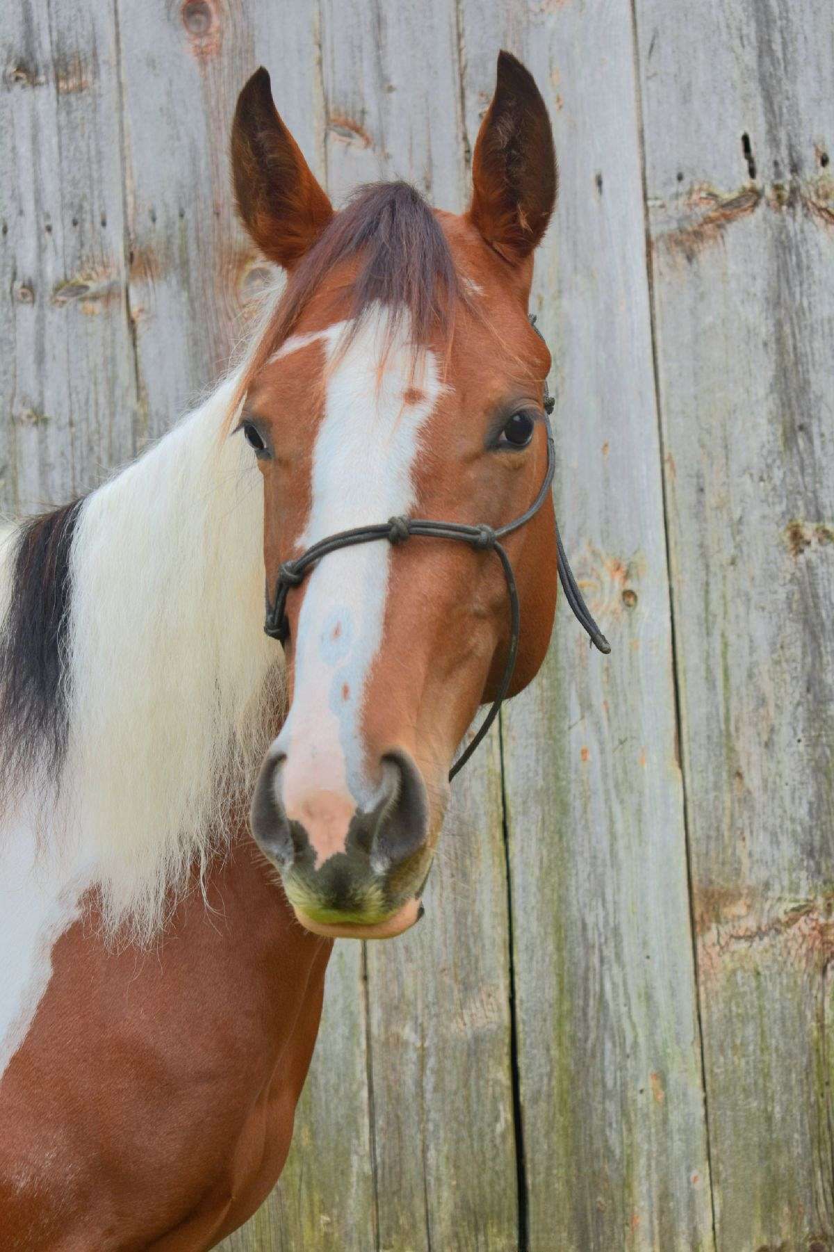 Fancy Talented Young Mare
