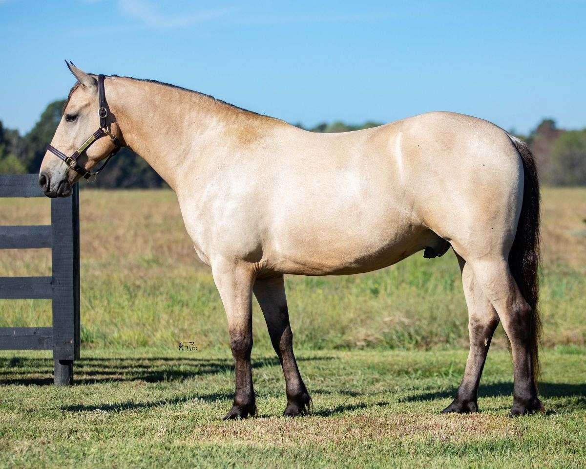 Mg Ringo. Registered Friesian/AQHA Gelding