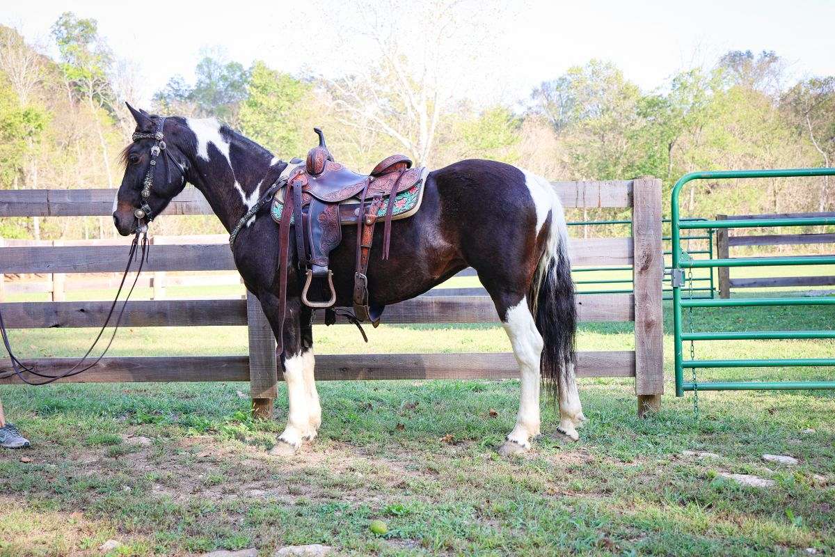 Flashy, Fancy Moving, Well Trained Bay and White Friesian Paint Crossbred