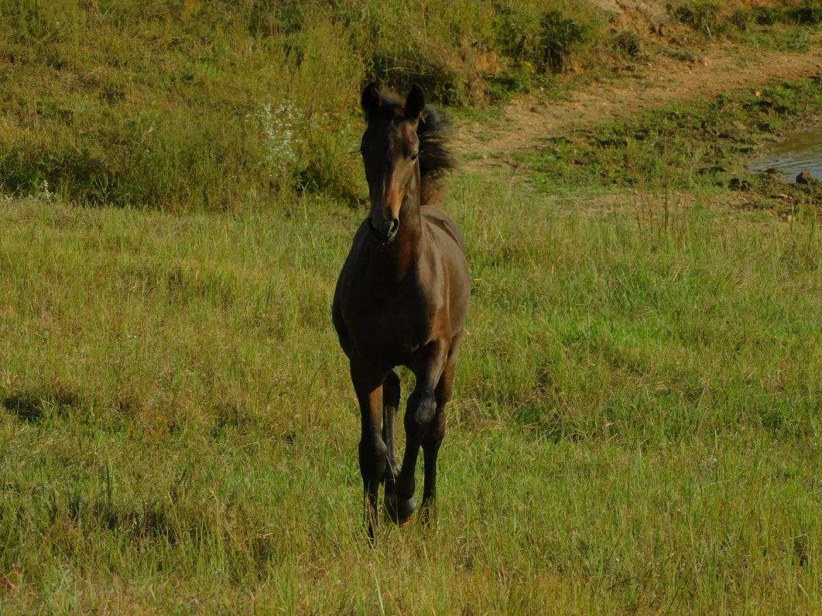 Beautiful Friesian Filly, Willow Breeze