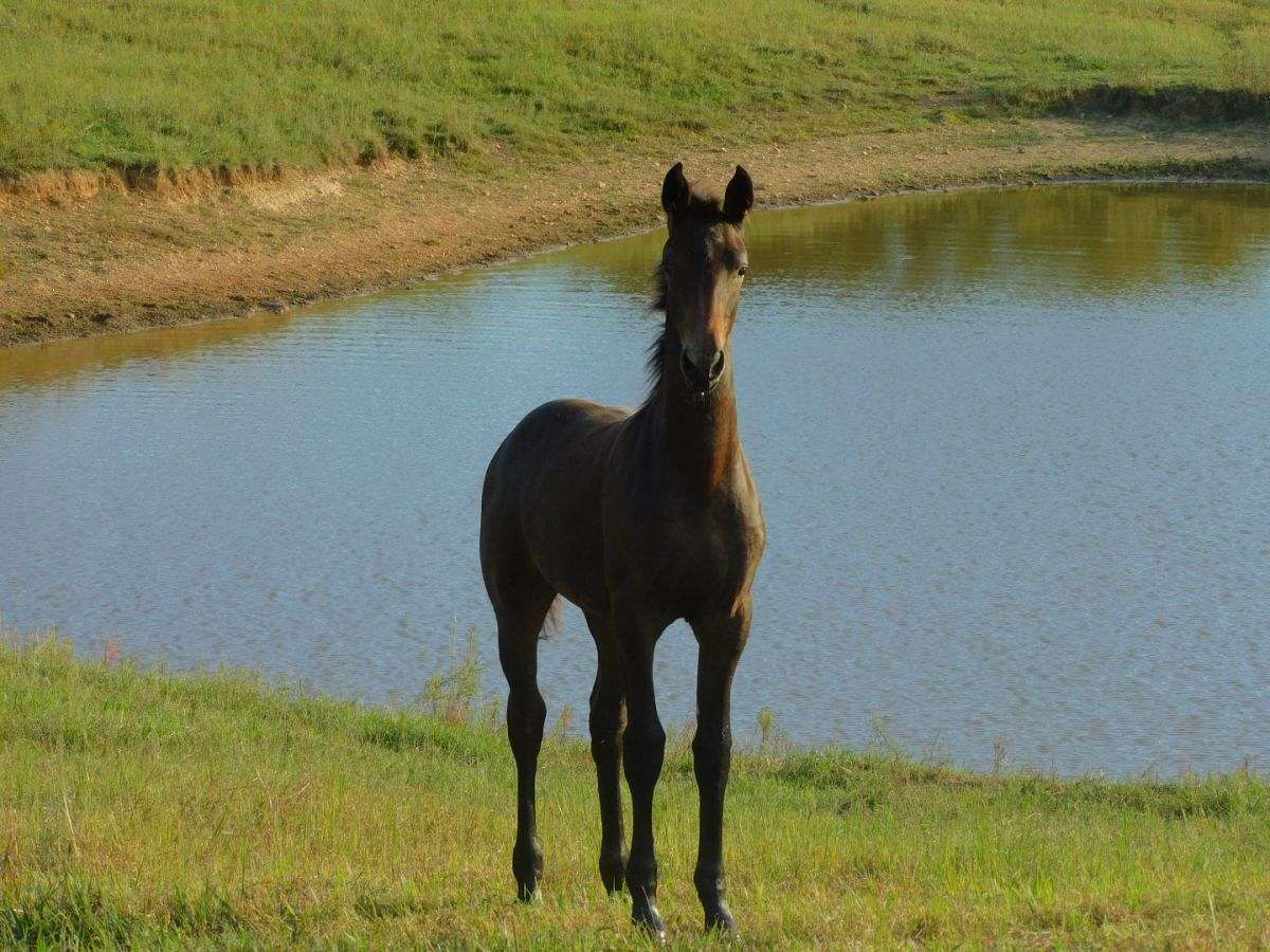 Beautiful Friesian Filly, Willow Breeze