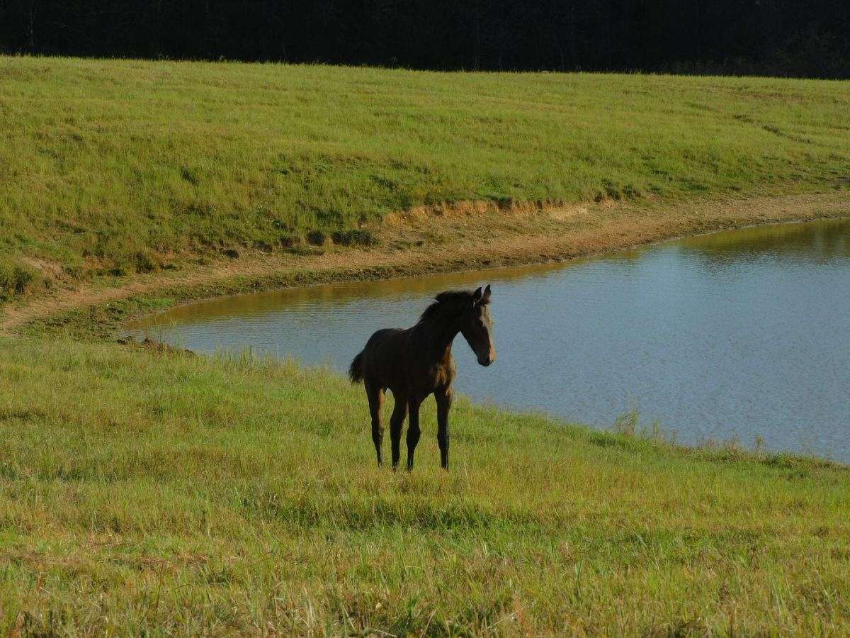 Beautiful Friesian Filly, Willow Breeze