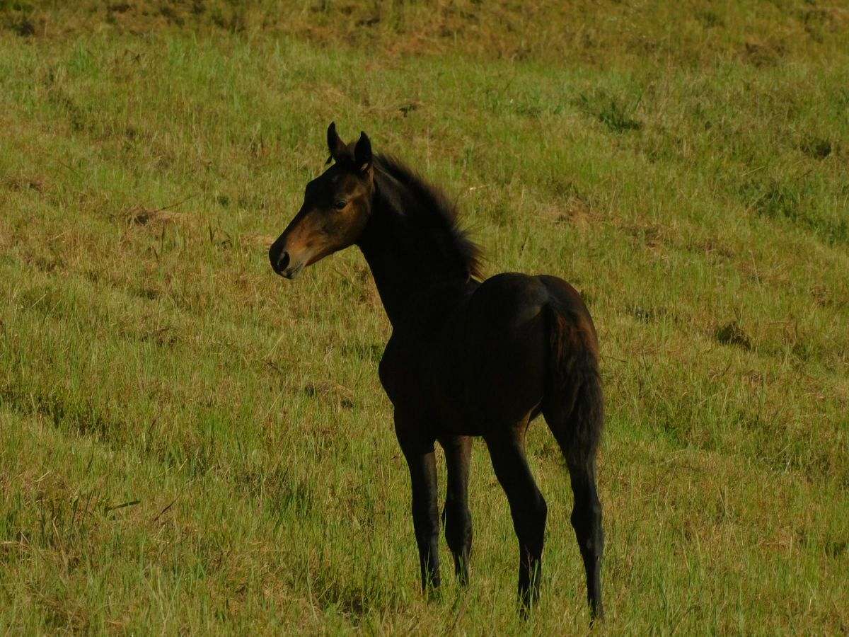 Beautiful Friesian Filly, Willow Breeze