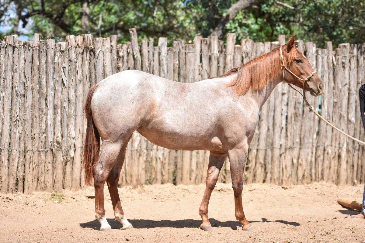 Flashy Roan Filly by Metallic Malice
