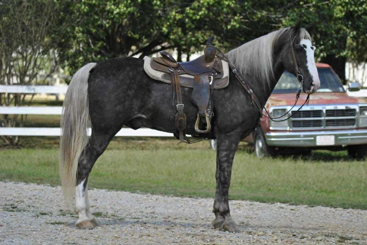 Drop Dead Gorgeous Silver Dapple TWH Gelding!