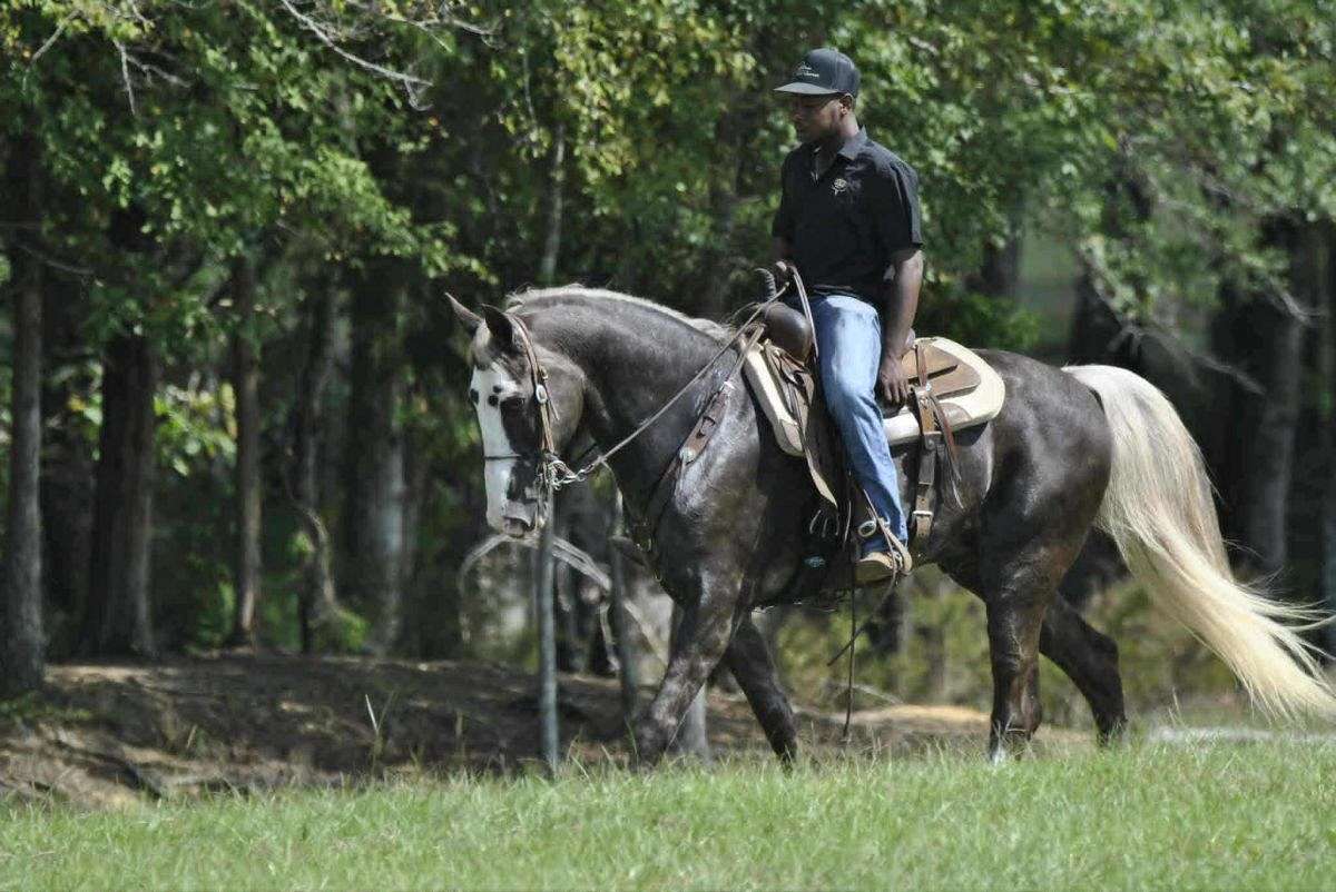 Drop Dead Gorgeous Silver Dapple TWH Gelding!