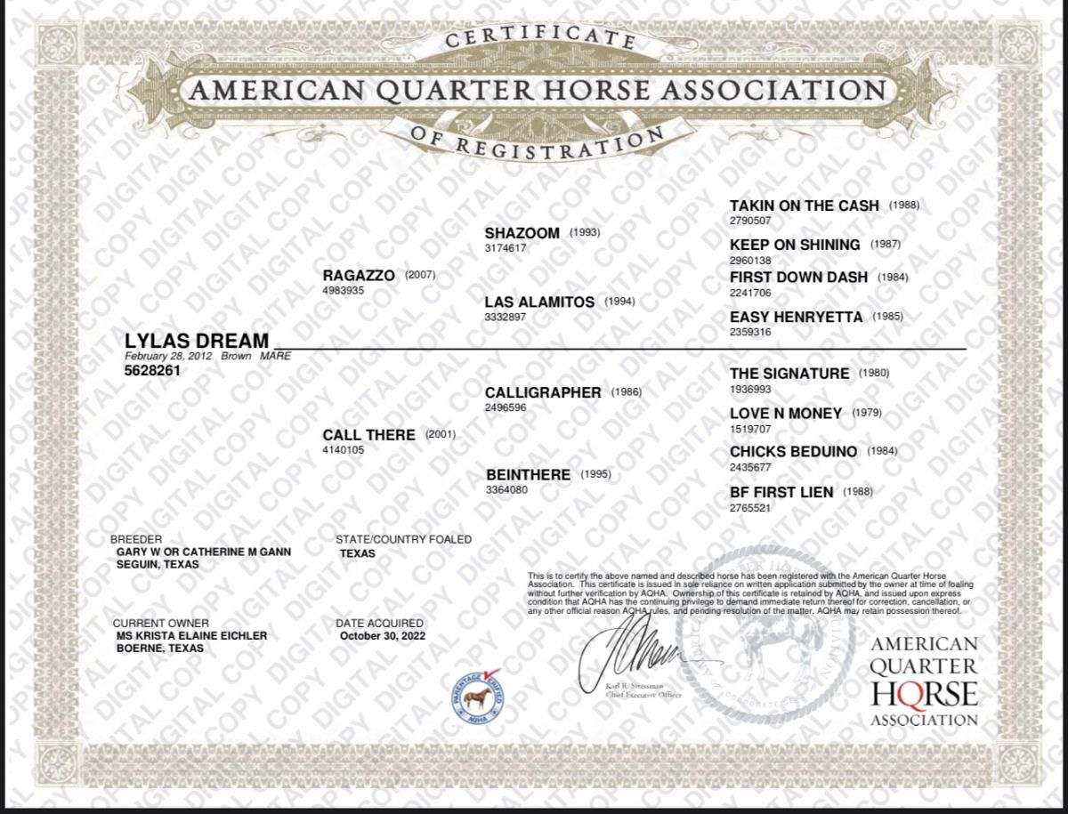 Barrel Horse Broodmare