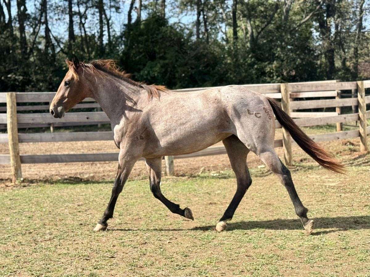 15.2h 2yo AQHA Mare