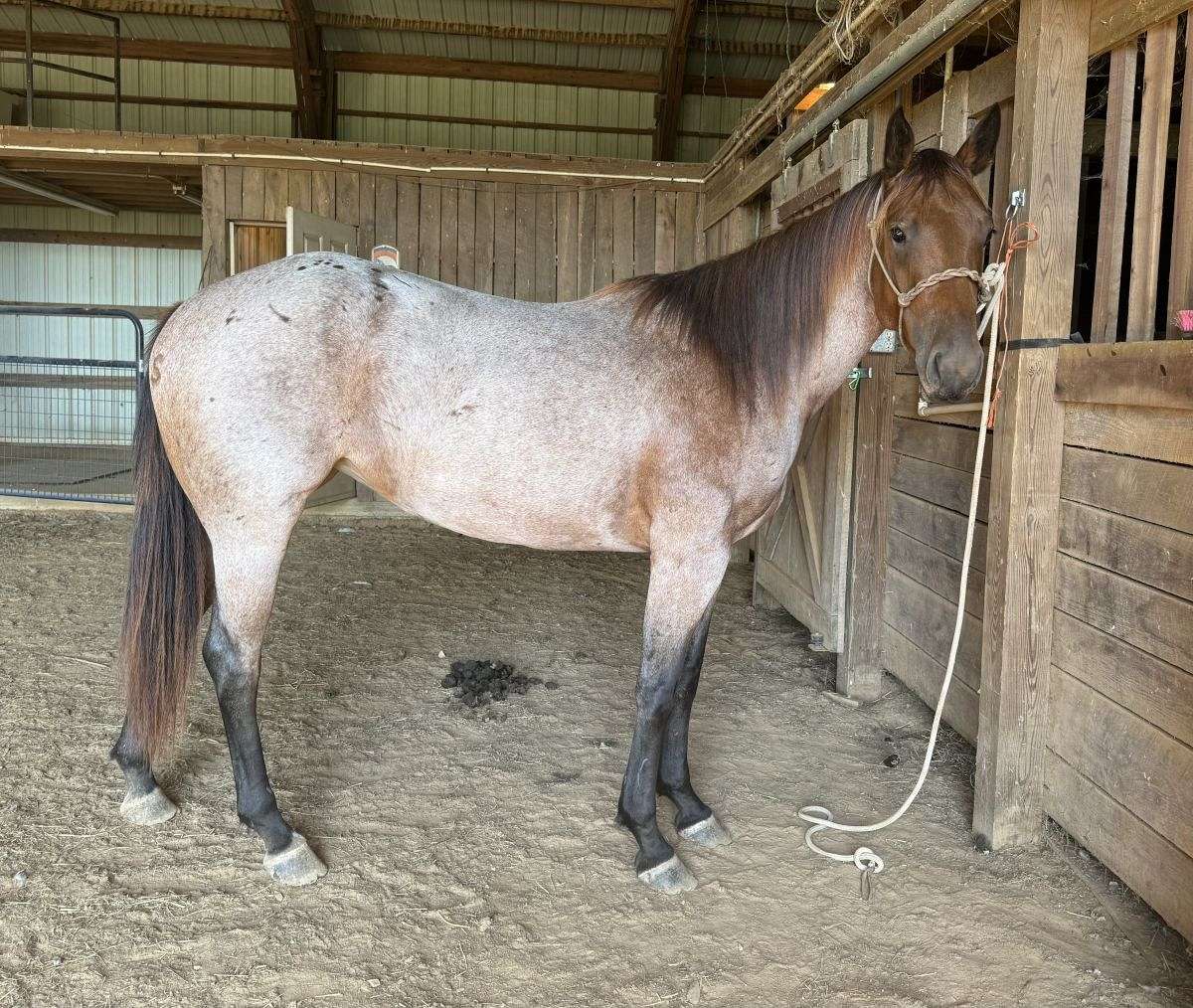 15.2h 2yo AQHA Mare