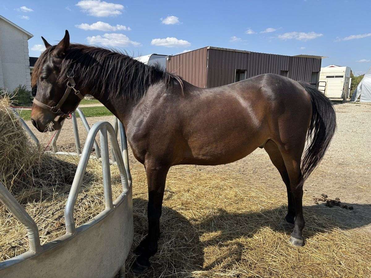 3 Yr Old Friesian/Arabian Gelding