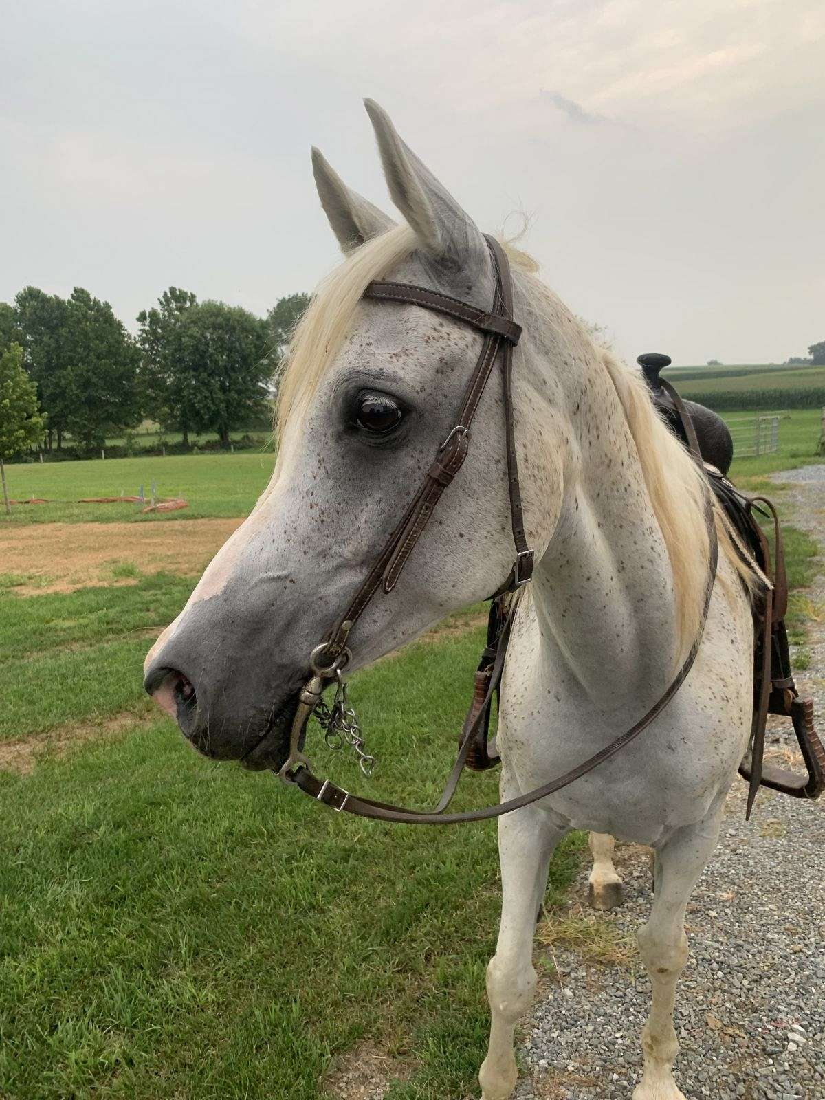 Registered Arabian Gelding