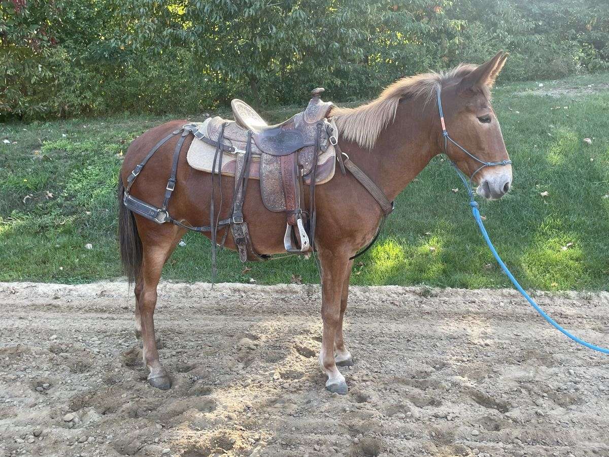 All Around Molly Mule