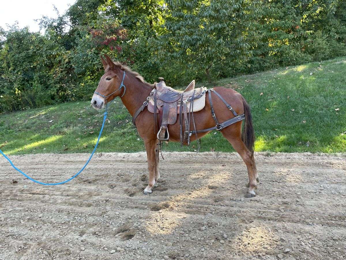 All Around Molly Mule