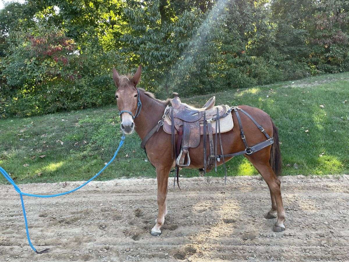 All Around Molly Mule