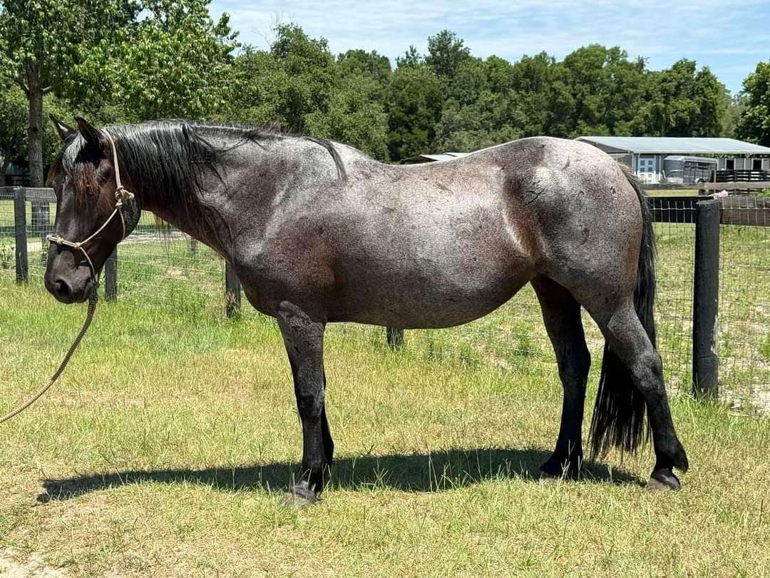 Blue Roan Mustang