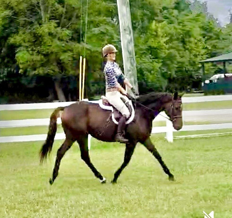 5yr Bay Thoroughbred Gelding