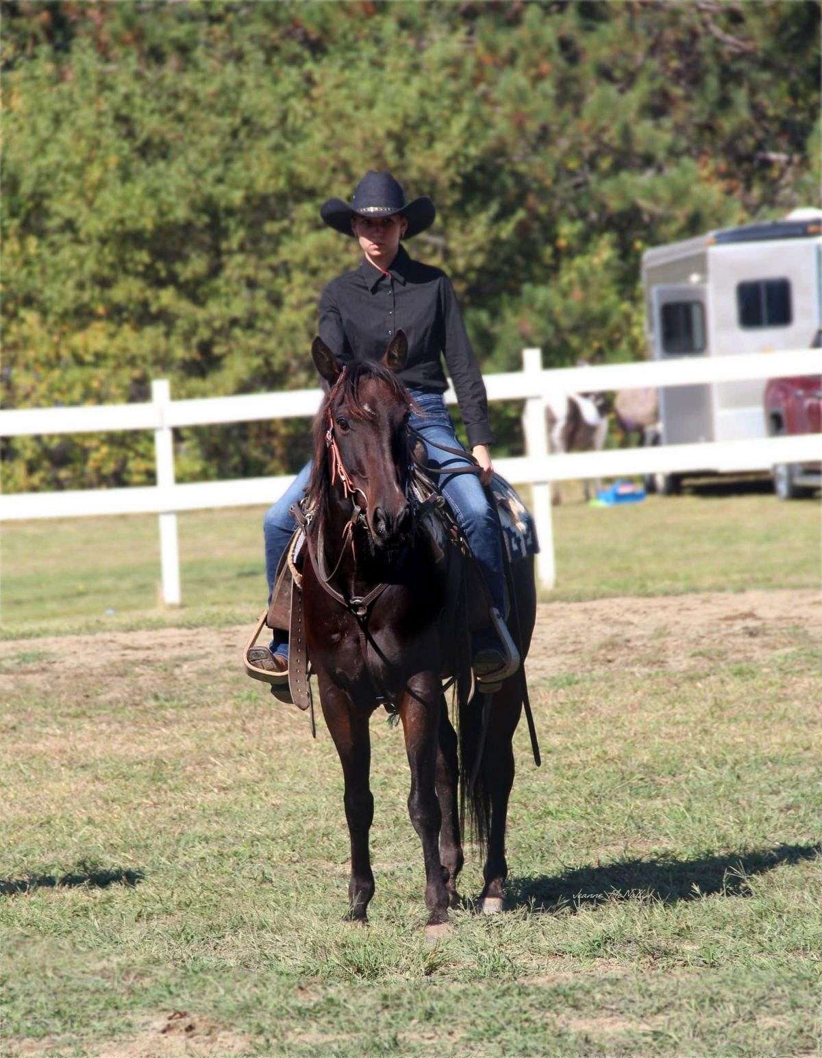 Quarter Horse Gelding