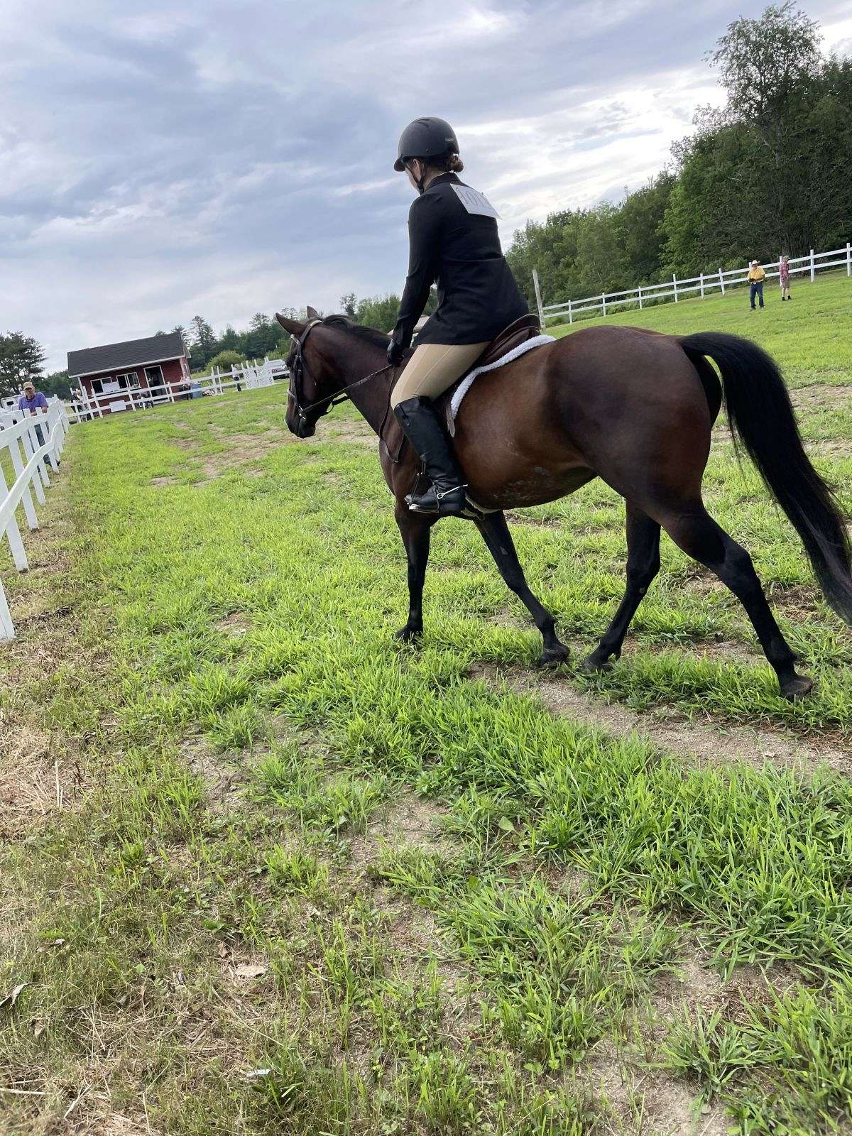 Quarter Horse Gelding