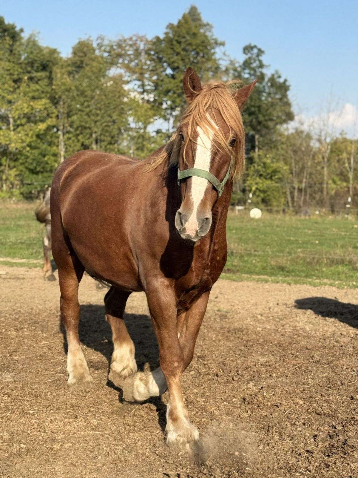 Belgian Gelding