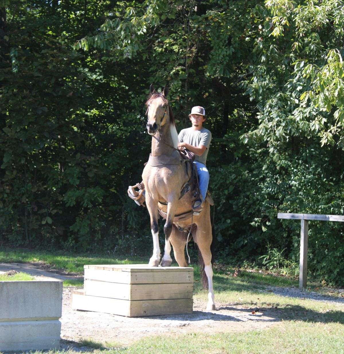 Gorgeous Trail Horse Deluxe 6 Yr Old Buckskin Tobiano TWH Gelding!