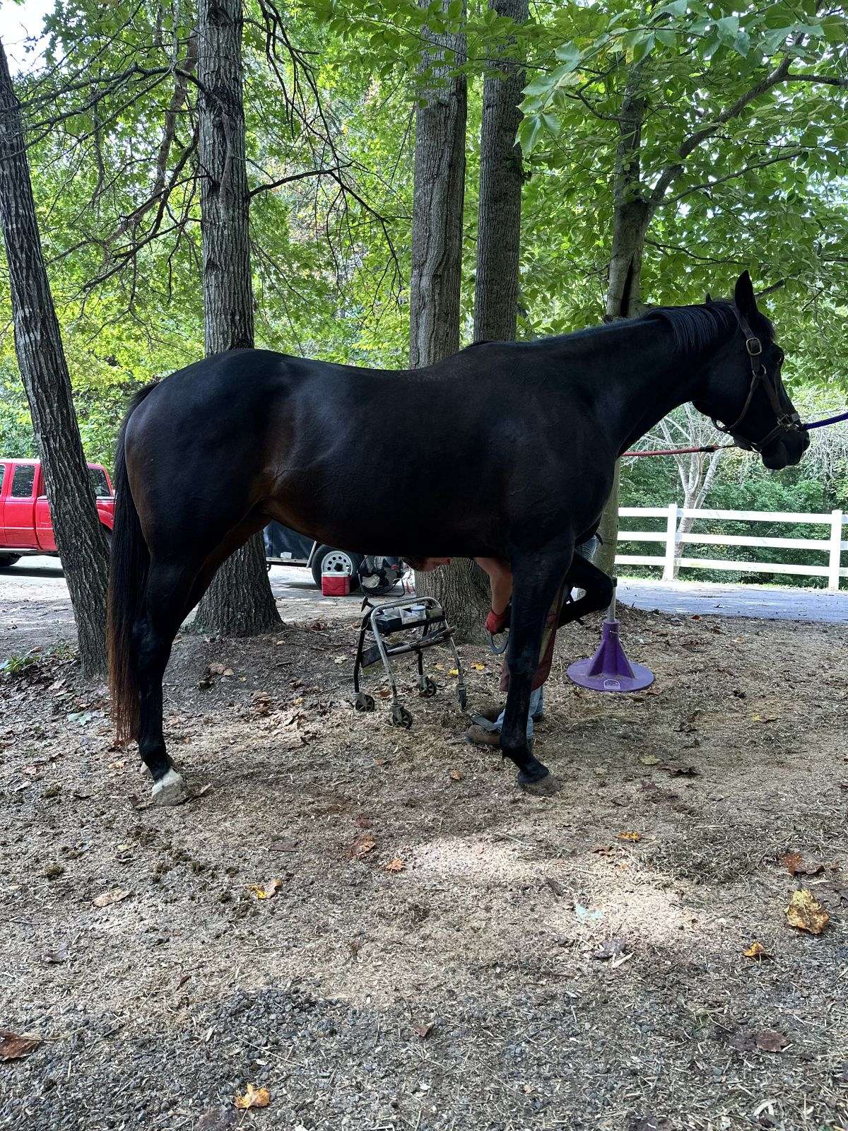 OTTB Looking for Forever Home