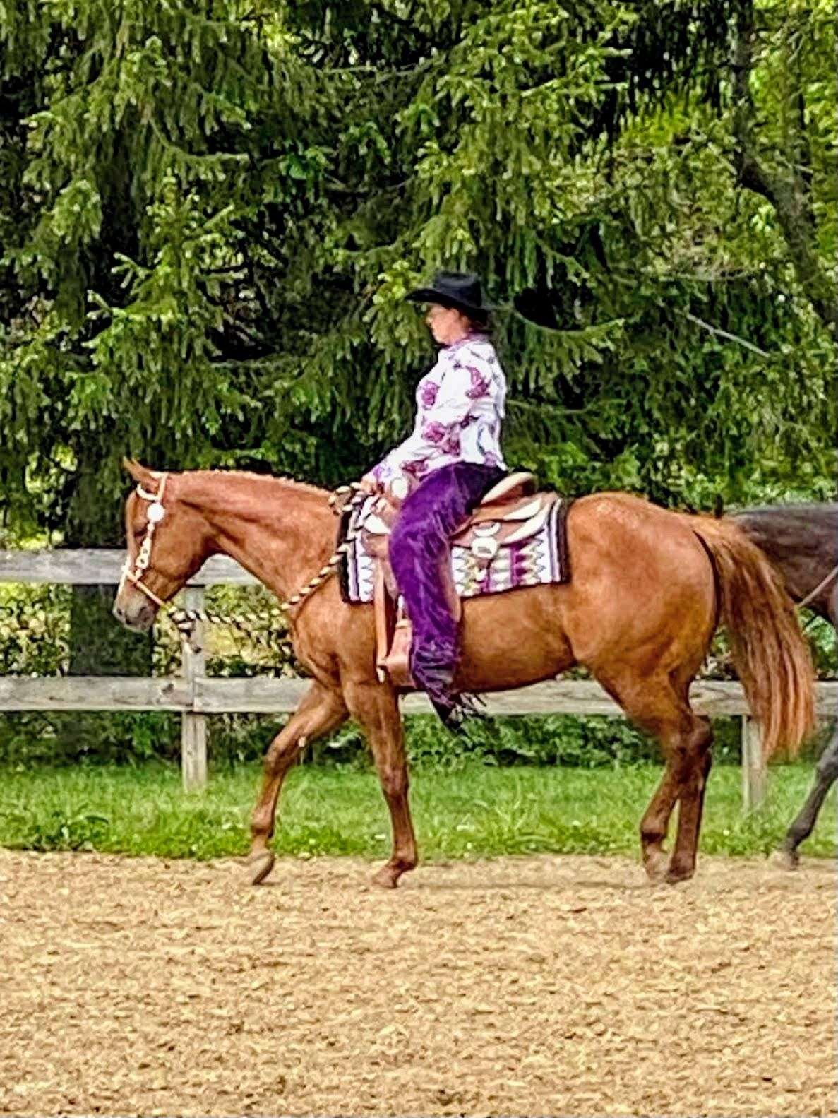 Fancy All Around and Show 6 Yr Old Chestnut Quarter Horse Mare!