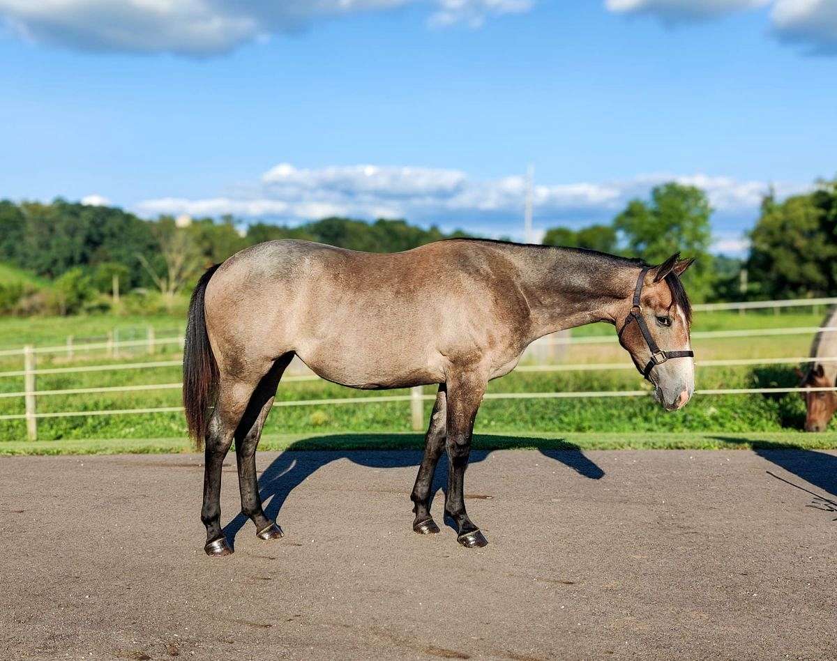 2 in 1 Deal Stunning Ranch Horse Deluxe 8 Yr Old Blue Roan AQHA Mare!