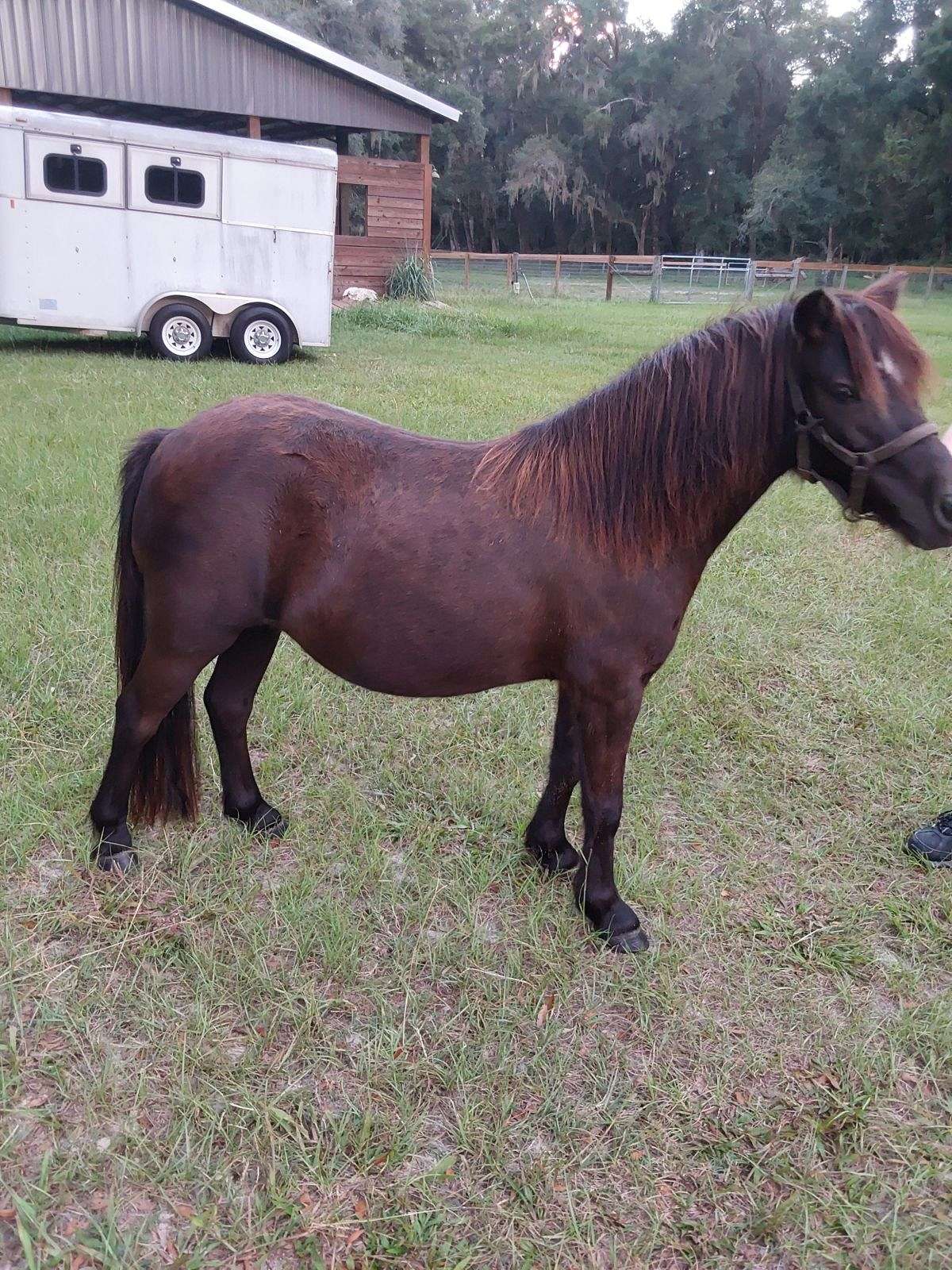 Black Miniature Mare