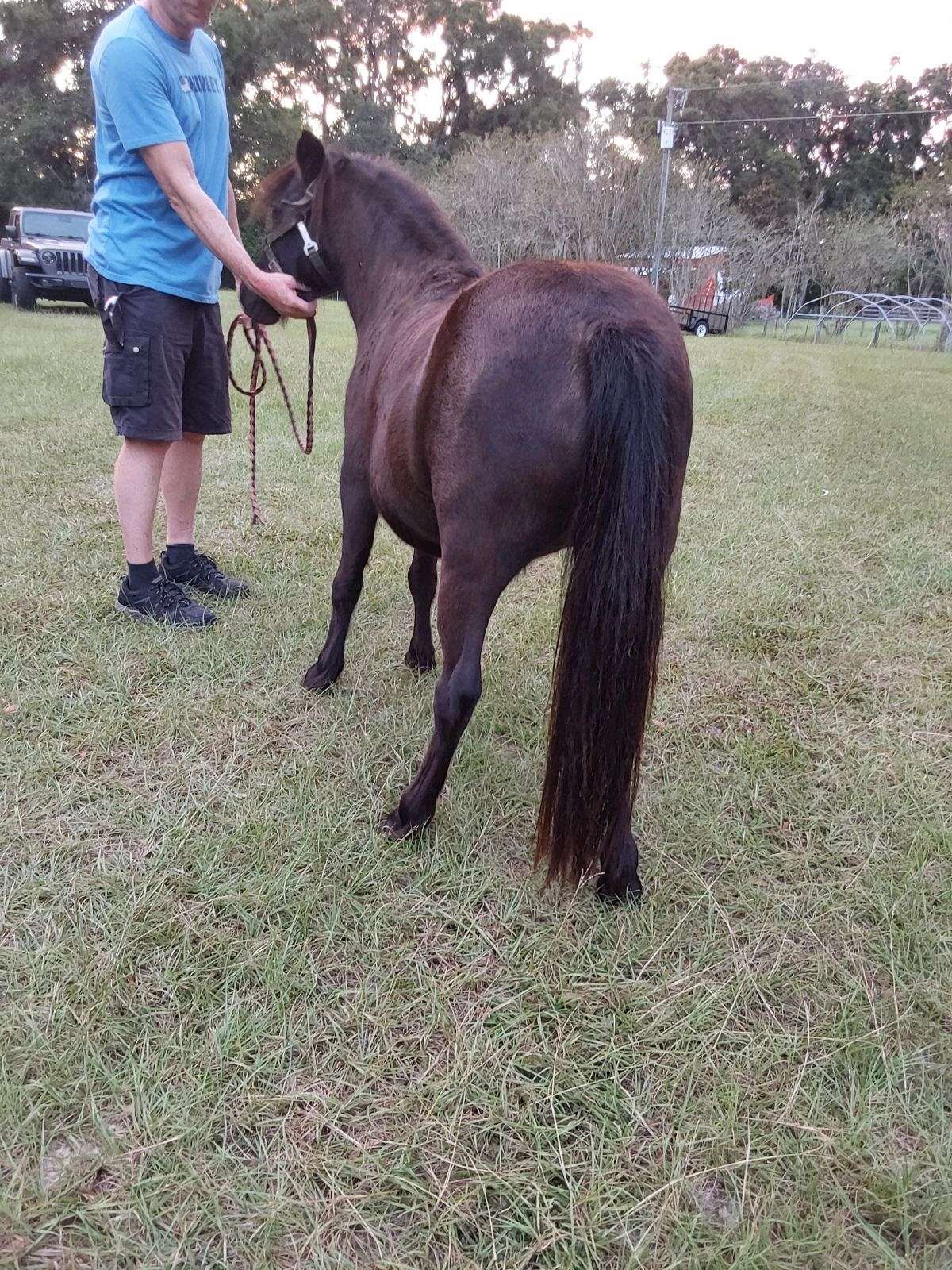 Black Miniature Mare