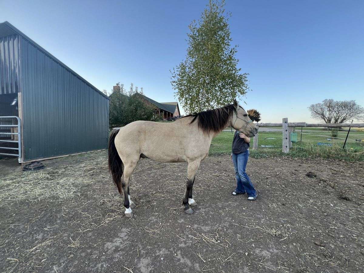 AQHA Dunskin Gelding