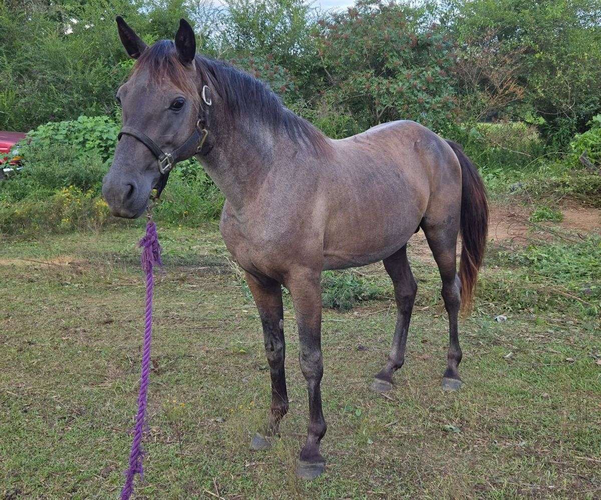 TWHBEA Homozygous Blue Roan Stallion