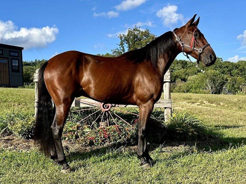 Itpa Standardbred Pony Gelding