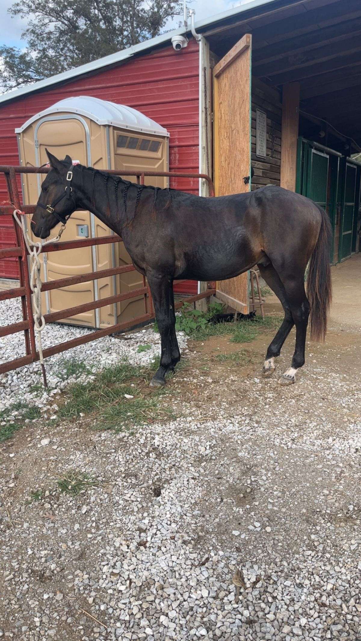 Year and a Half Old Grade Stud Colt