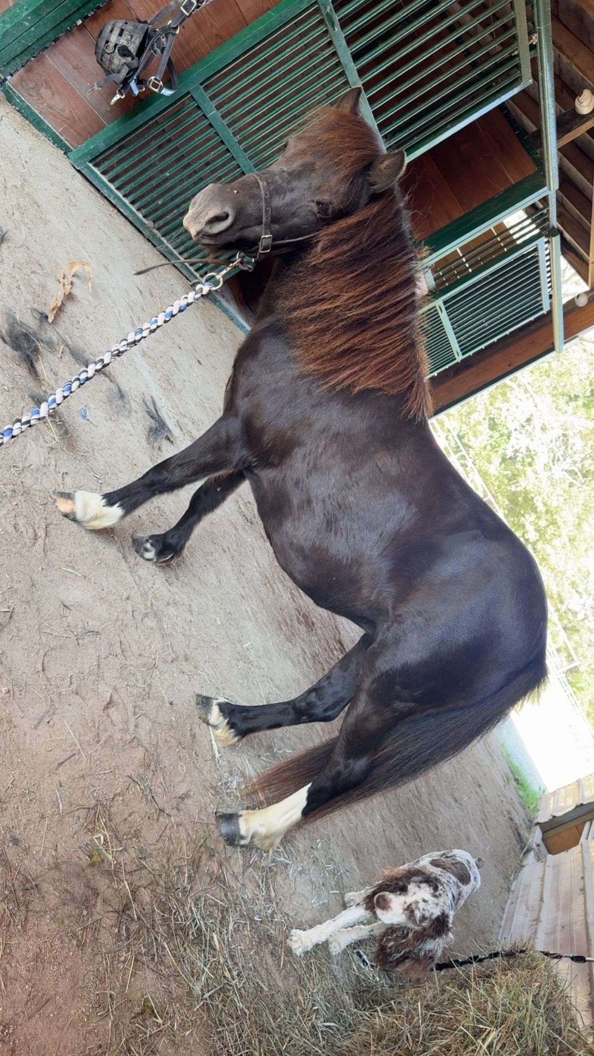 5/6 Year Old Mini Mare