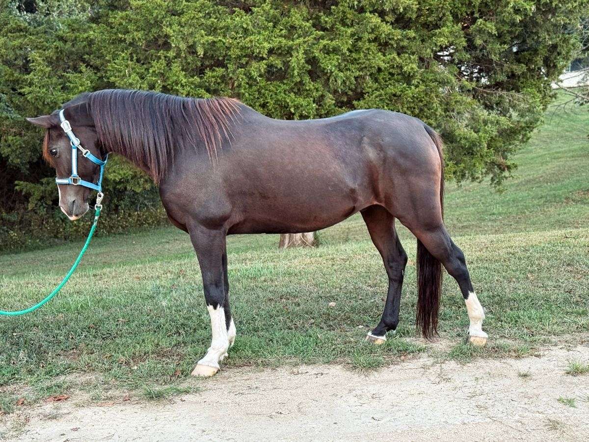 Safe Safe Trail Horse