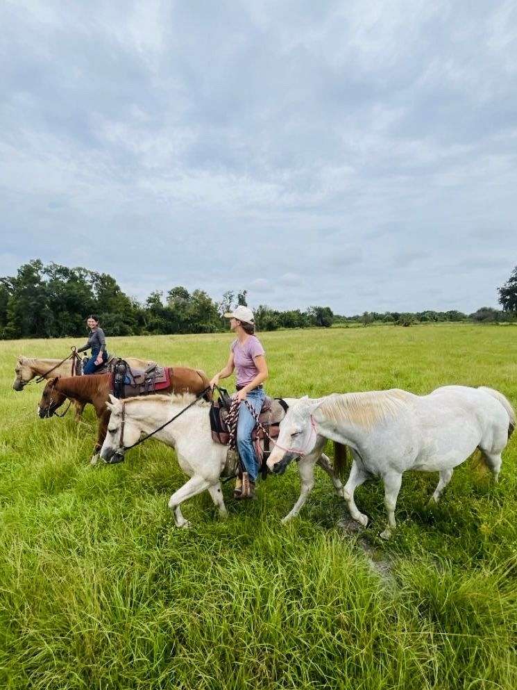 Adorable APHA All Rounder! Palomino Paint