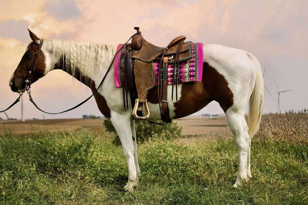 Beautiful Safe Gentle 10 Yr Old Paint Mare!