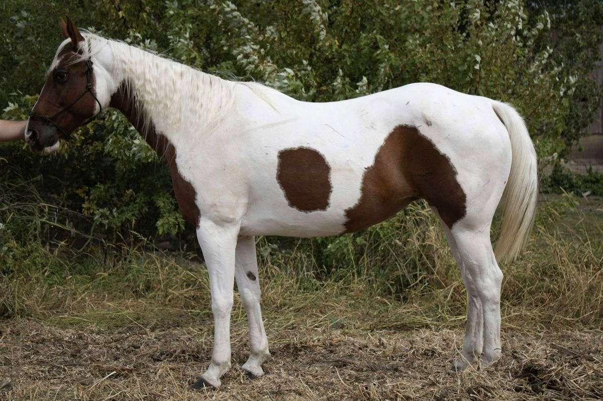 Beautiful Safe Gentle 10 Yr Old Paint Mare!