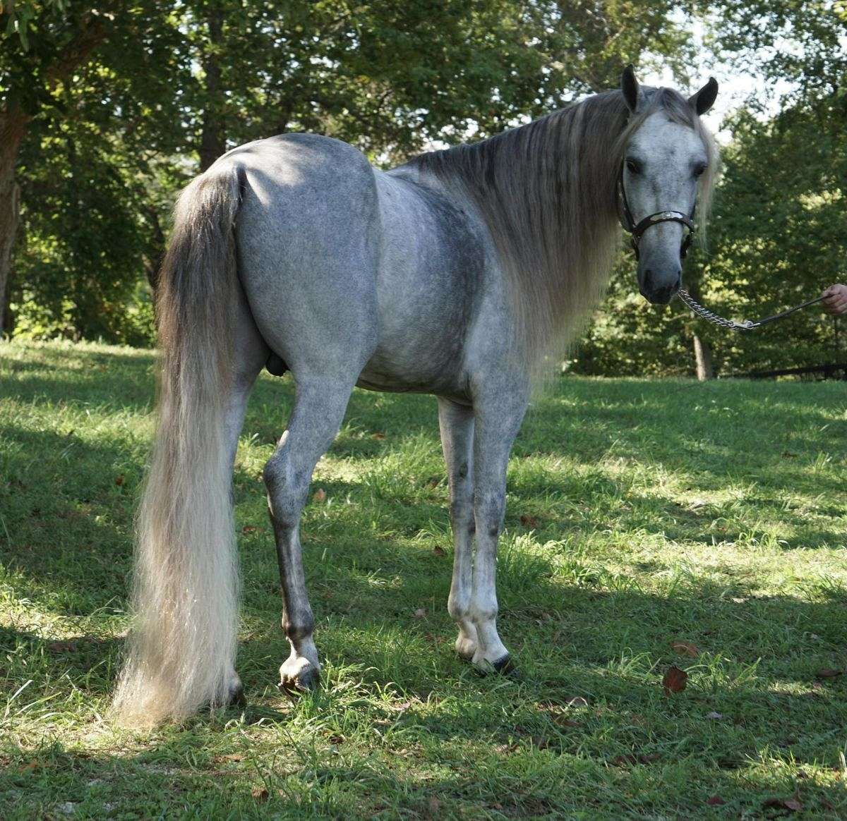 Beautiful Rocky Mountain Stallion
