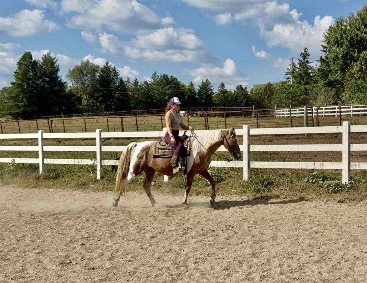 Stunning, Smooth & Safe Beginner Safe Trail Horse