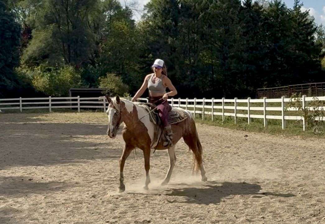 Stunning, Smooth & Safe Beginner Safe Trail Horse
