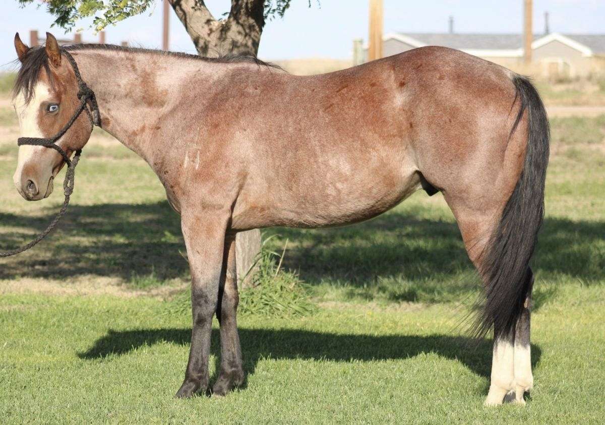 2020 APHA Stallion