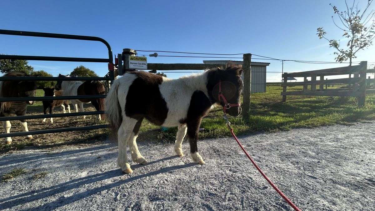 Bella, Adorable Mini Filly for Sale