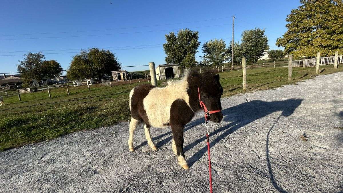 Bella, Adorable Mini Filly for Sale