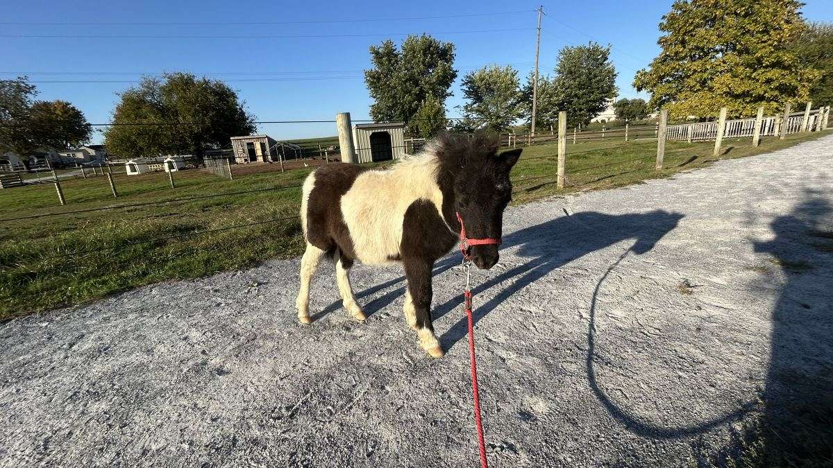 Bella, Adorable Mini Filly for Sale